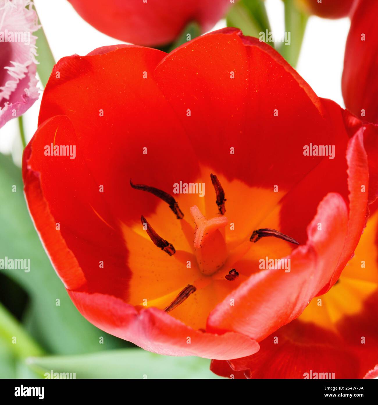 Big tulip hi-res stock photography and images - Alamy