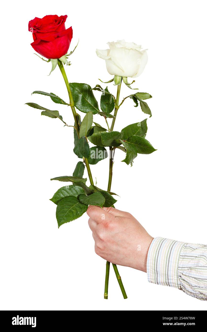 male hand giving two white and red roses isolated on white background ...