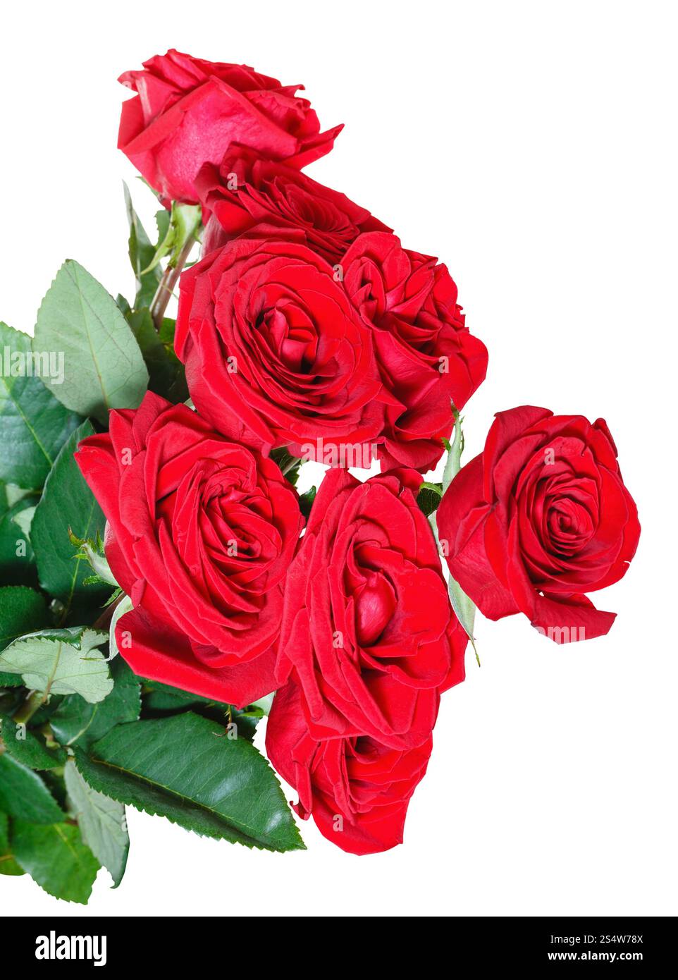 bouquet of red roses isolated on white background Stock Photo - Alamy