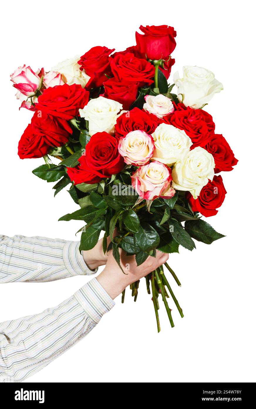 two hands giving bouquet of many roses isolated on white background ...
