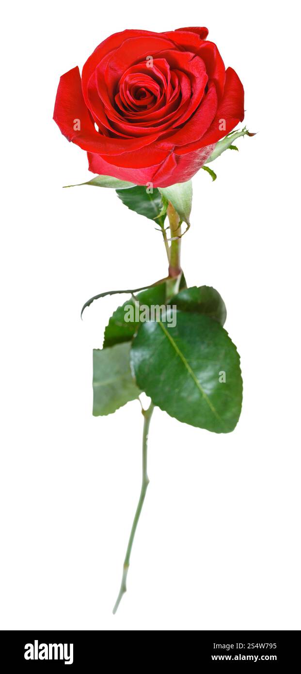 one red rose flower isolated on white background Stock Photo - Alamy