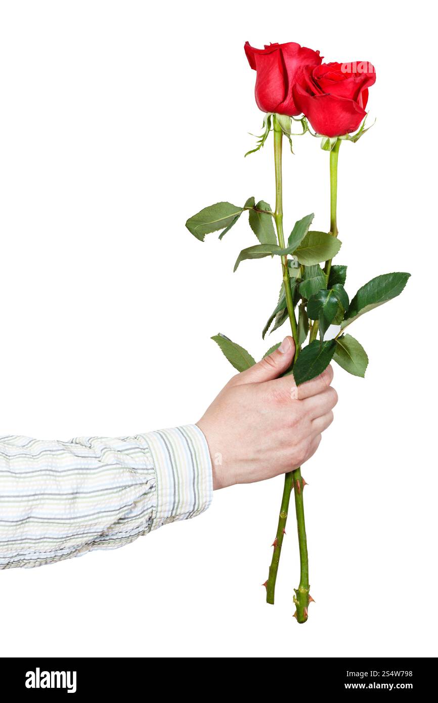 male hand giving two red roses isolated on white background Stock Photo ...