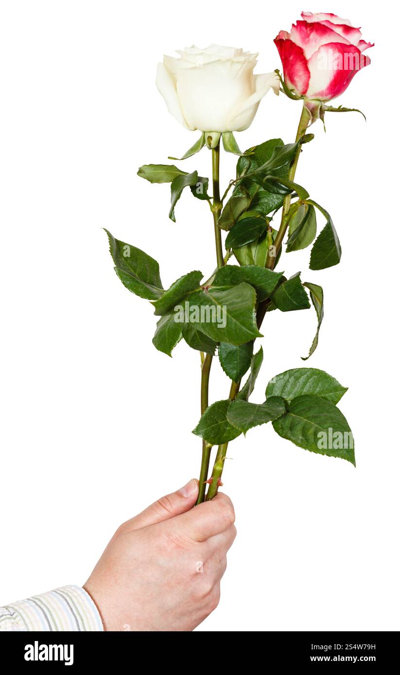 male hand giving two white and pink roses isolated on white background ...