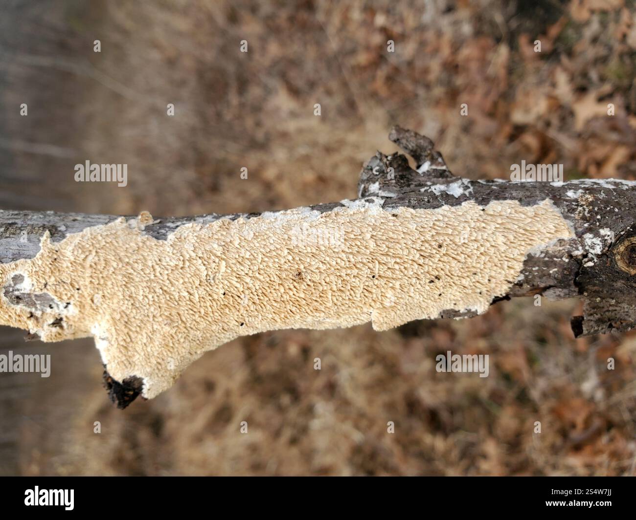 Milk-white Toothed Polypore (Irpex lacteus Stock Photo - Alamy
