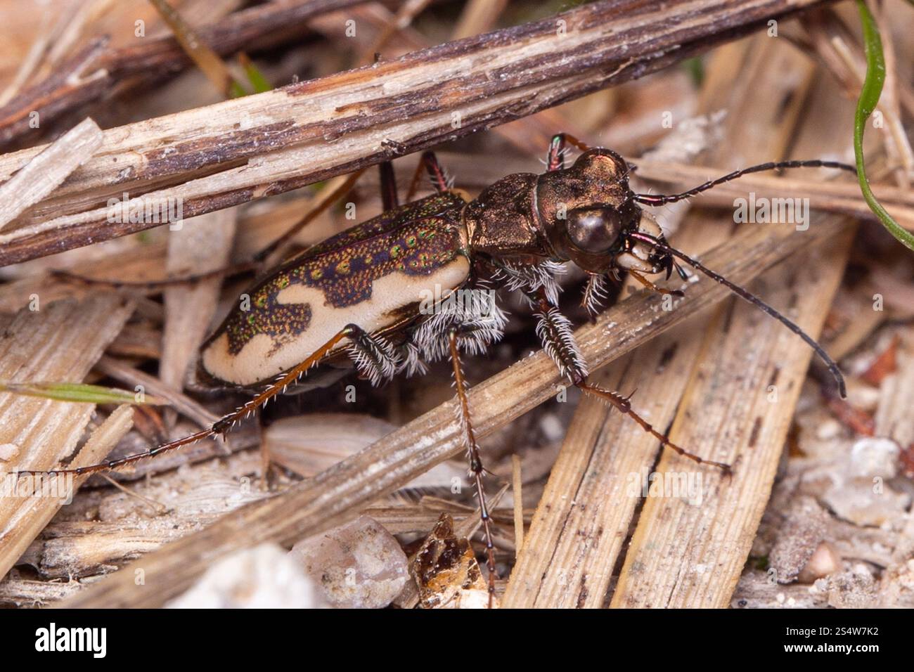 New Zealand Common Tiger Beetle (Neocicindela tuberculata Stock Photo ...