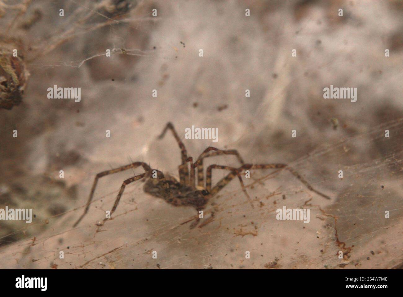Typical Spiders (Araneomorphae Stock Photo - Alamy