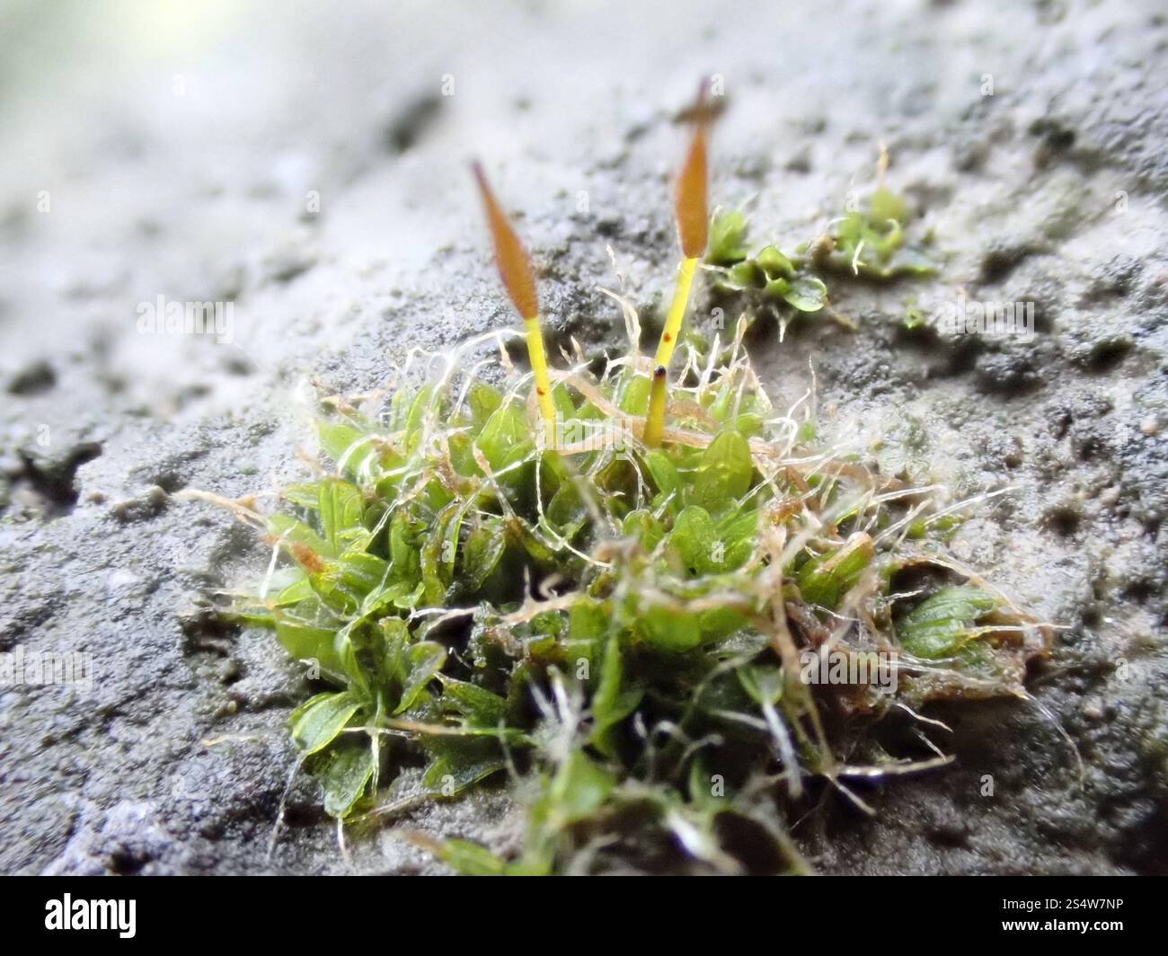 Common wall-screw moss (Tortula muralis muralis Stock Photo - Alamy