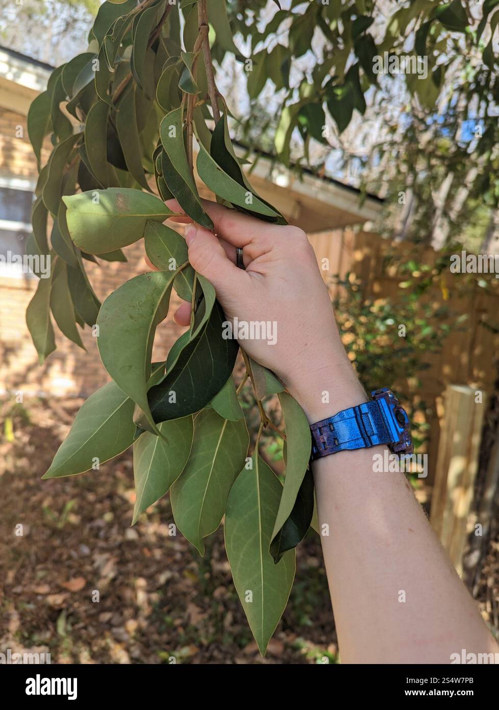 tree privet (Ligustrum lucidum Stock Photo - Alamy