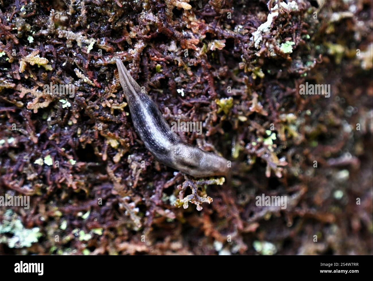 Tree slug (Lehmannia marginata Stock Photo - Alamy