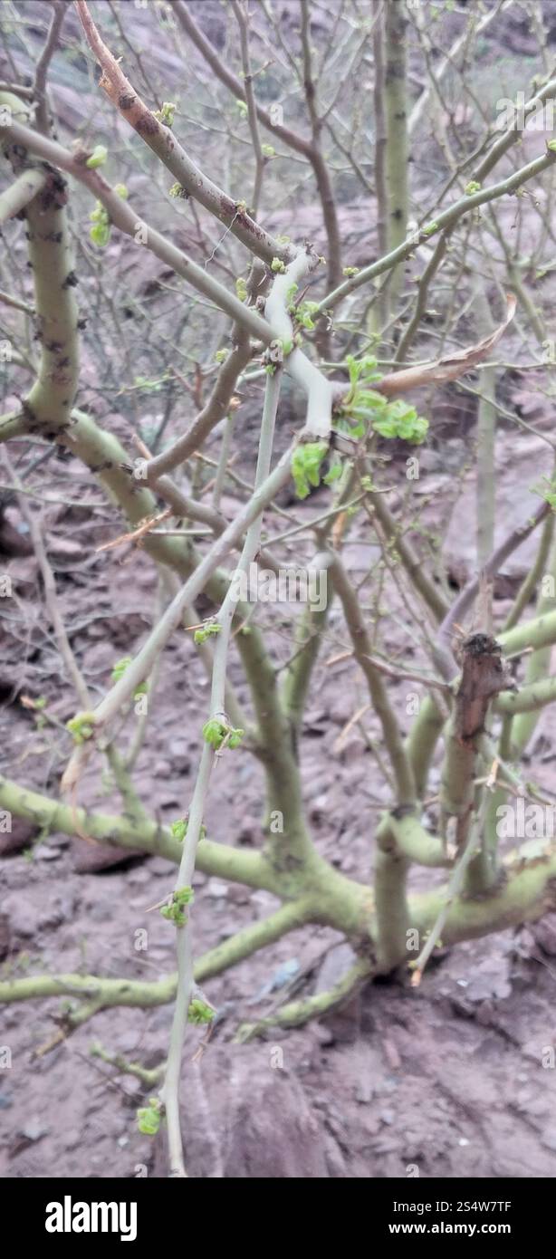 palo brea (Parkinsonia praecox Stock Photo - Alamy