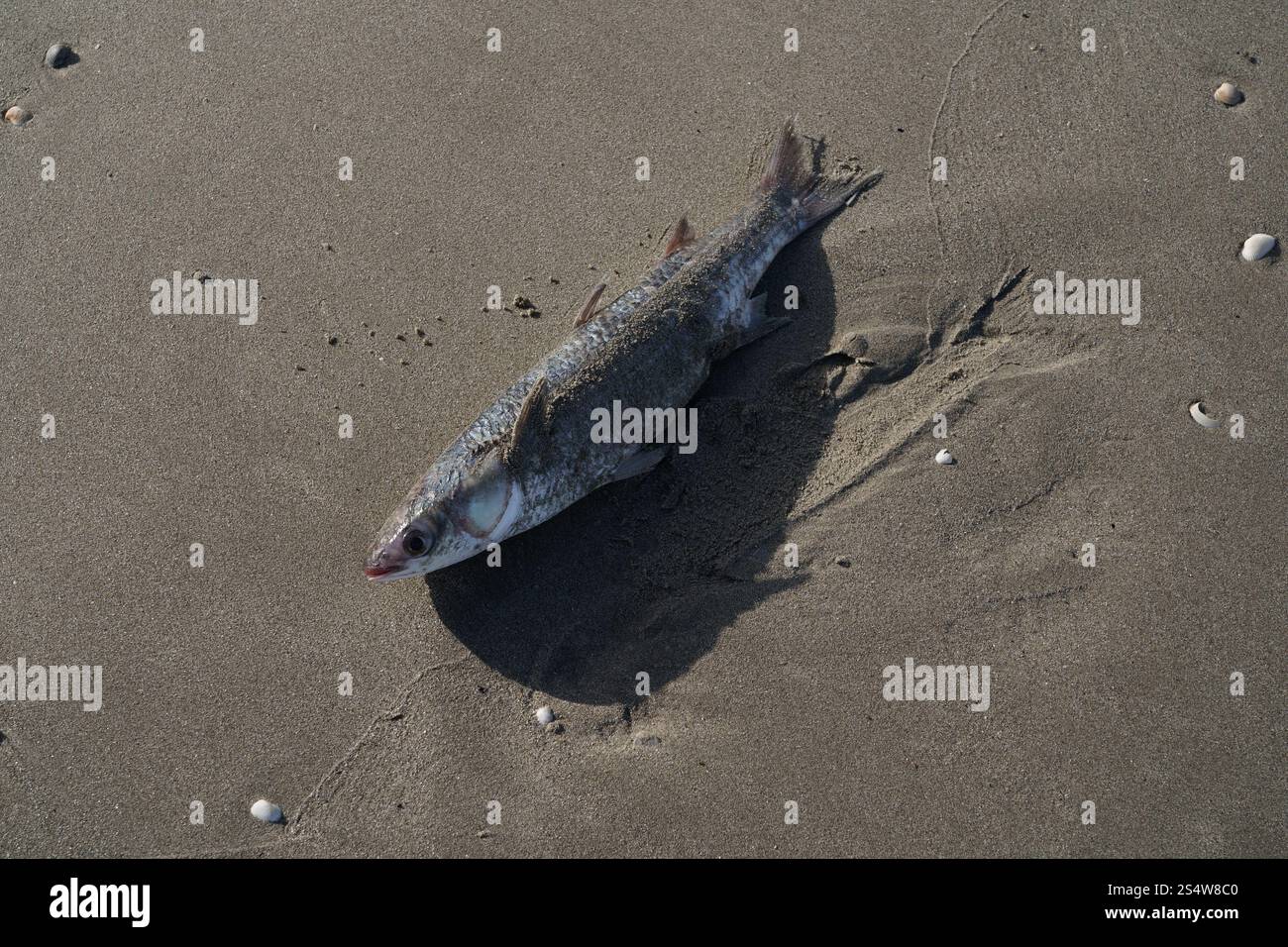 Dead grey mullet on the beach of Marina Romea Stock Photo - Alamy