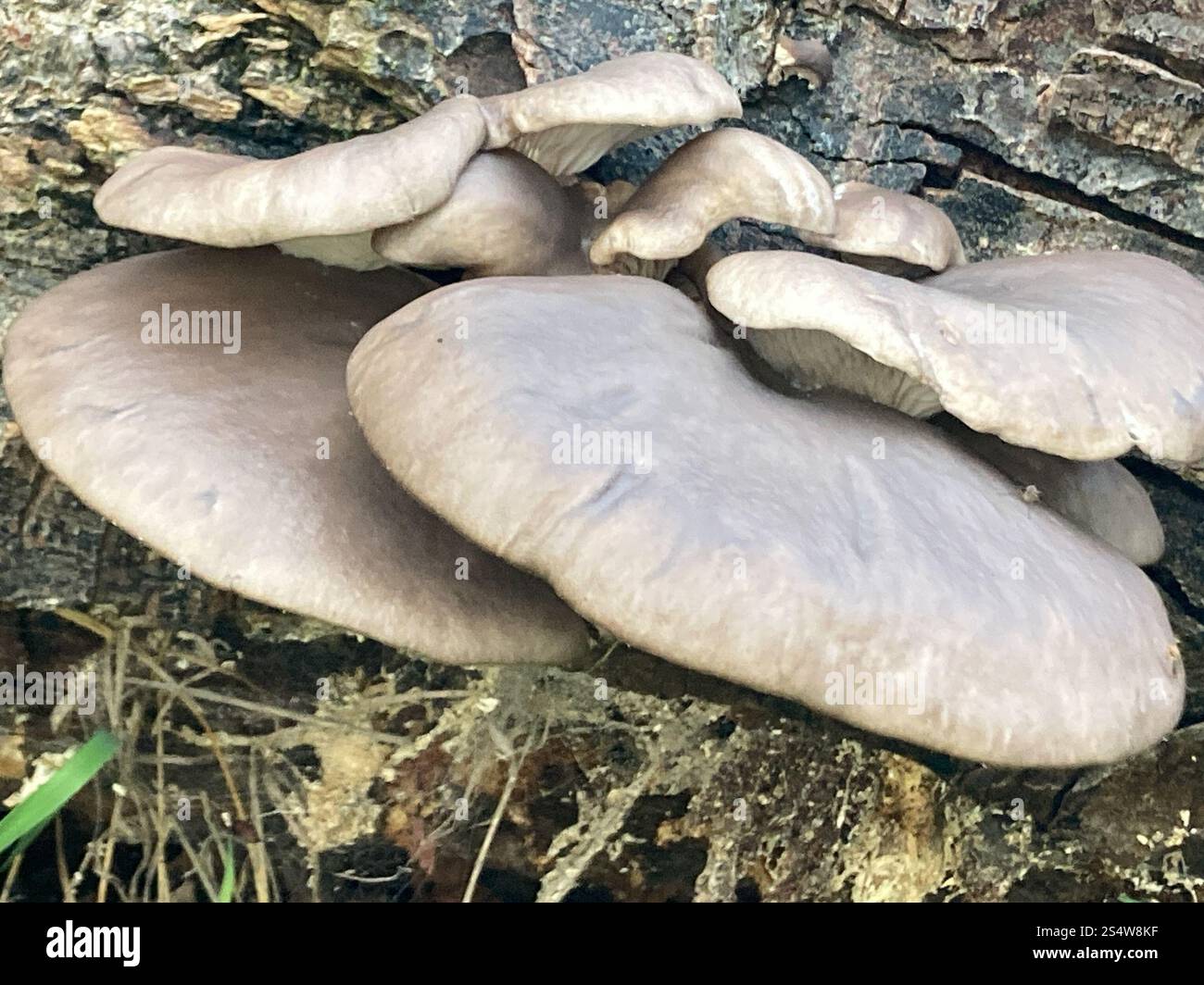 Oyster Mushroom (Pleurotus ostreatus Stock Photo - Alamy