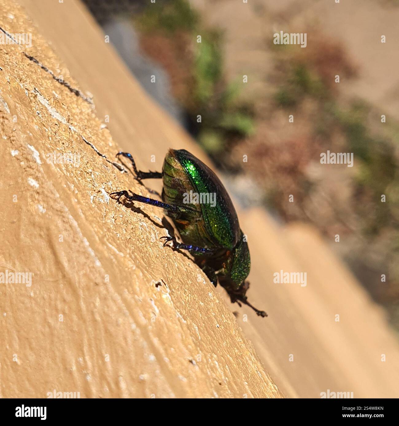 Golden Stag Beetle (Lamprima aurata Stock Photo - Alamy