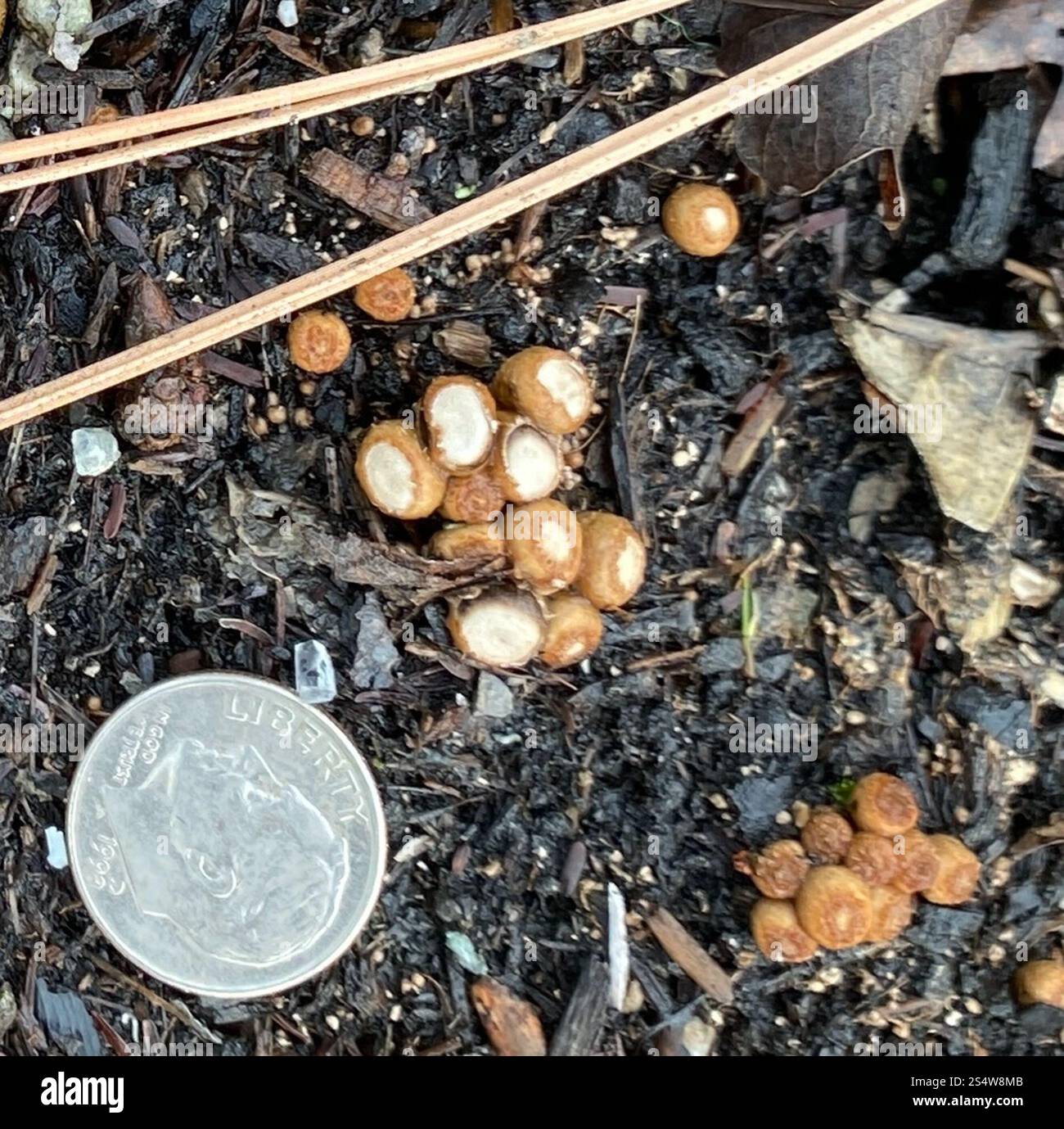 bird's nest fungi (Nidulariaceae Stock Photo - Alamy