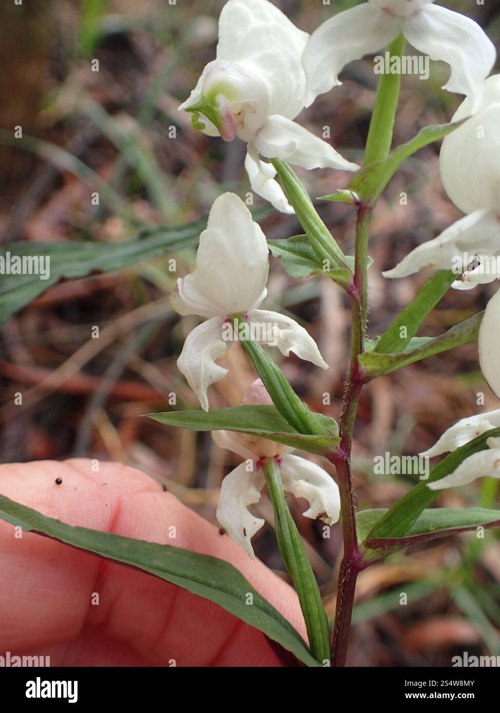 Fanny Kappie (Disperis fanniniae Stock Photo - Alamy