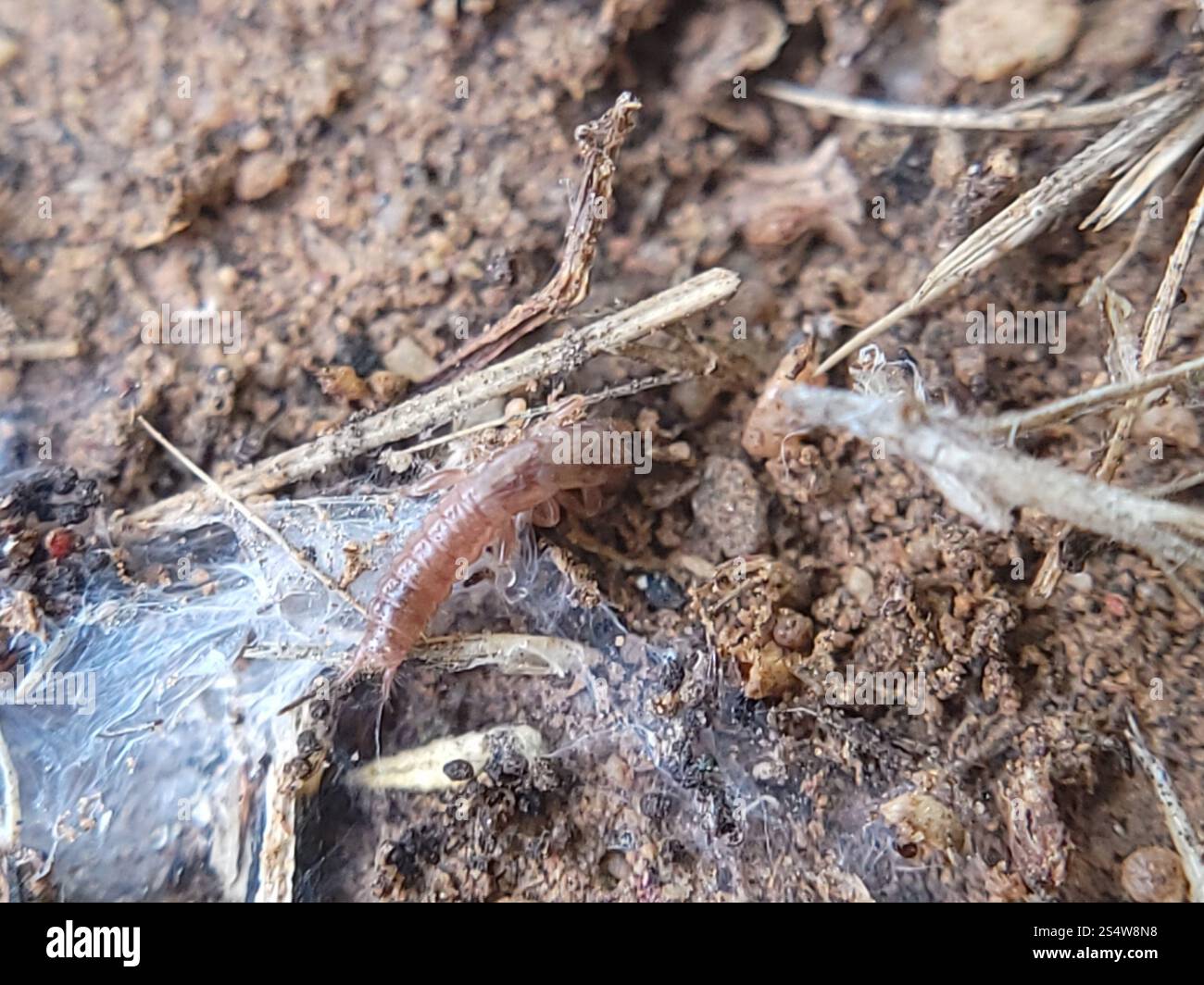 Winged and Once-winged Insects (Pterygota Stock Photo - Alamy