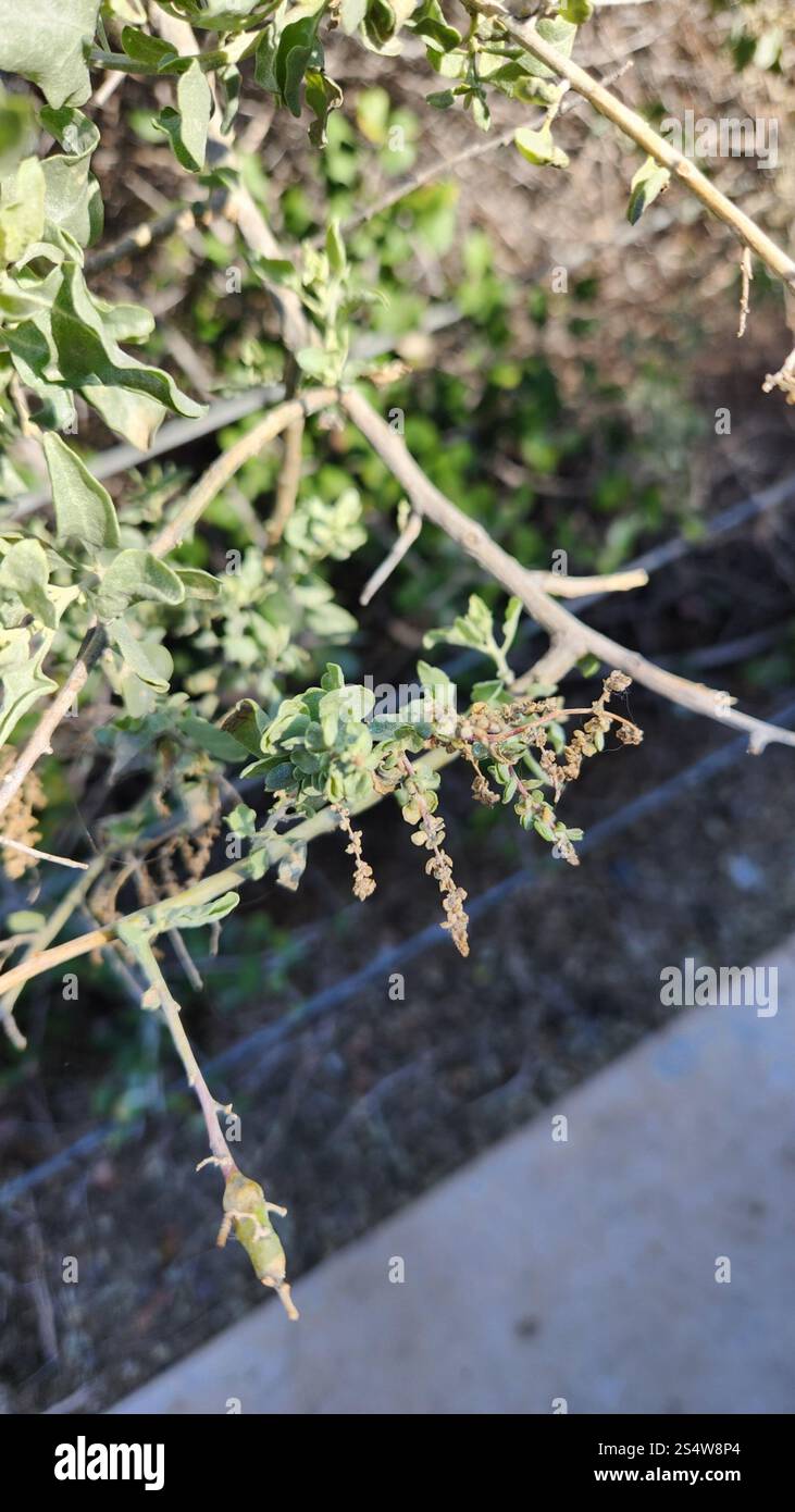 big saltbush (Atriplex lentiformis Stock Photo - Alamy