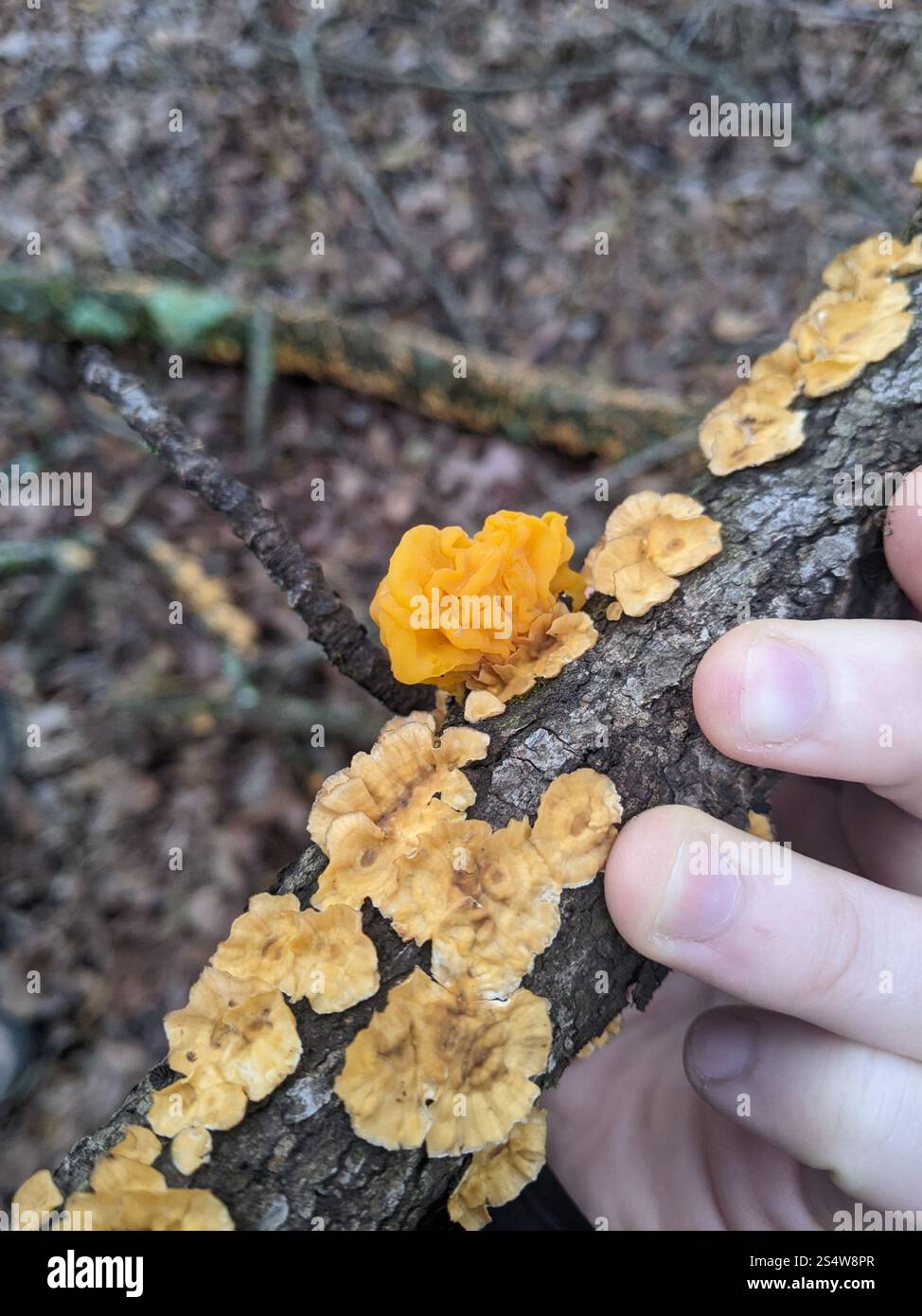 crowded parchment (Stereum complicatum Stock Photo - Alamy