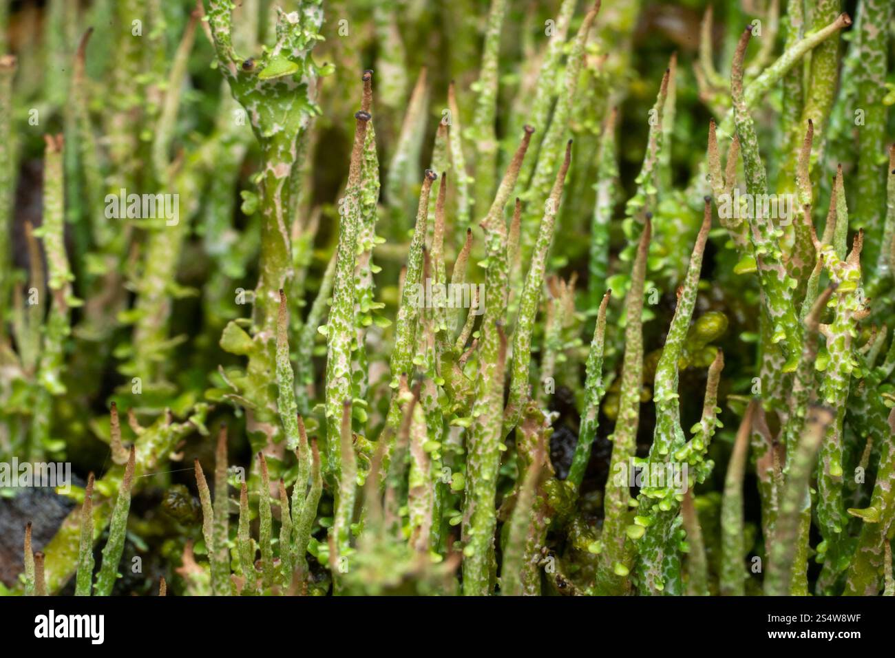 Smooth Horn Lichen (Cladonia gracilis Stock Photo - Alamy
