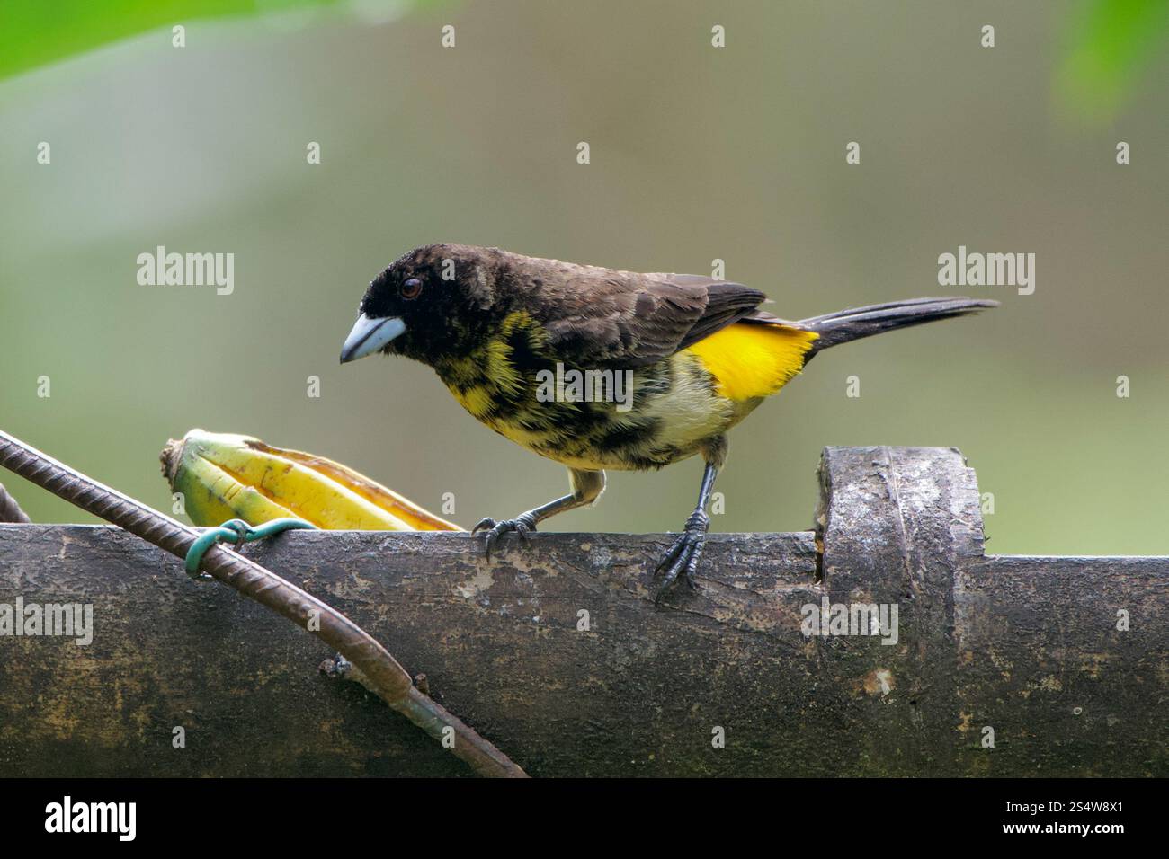 Flame-rumped Tanager (Ramphocelus flammigerus Stock Photo - Alamy