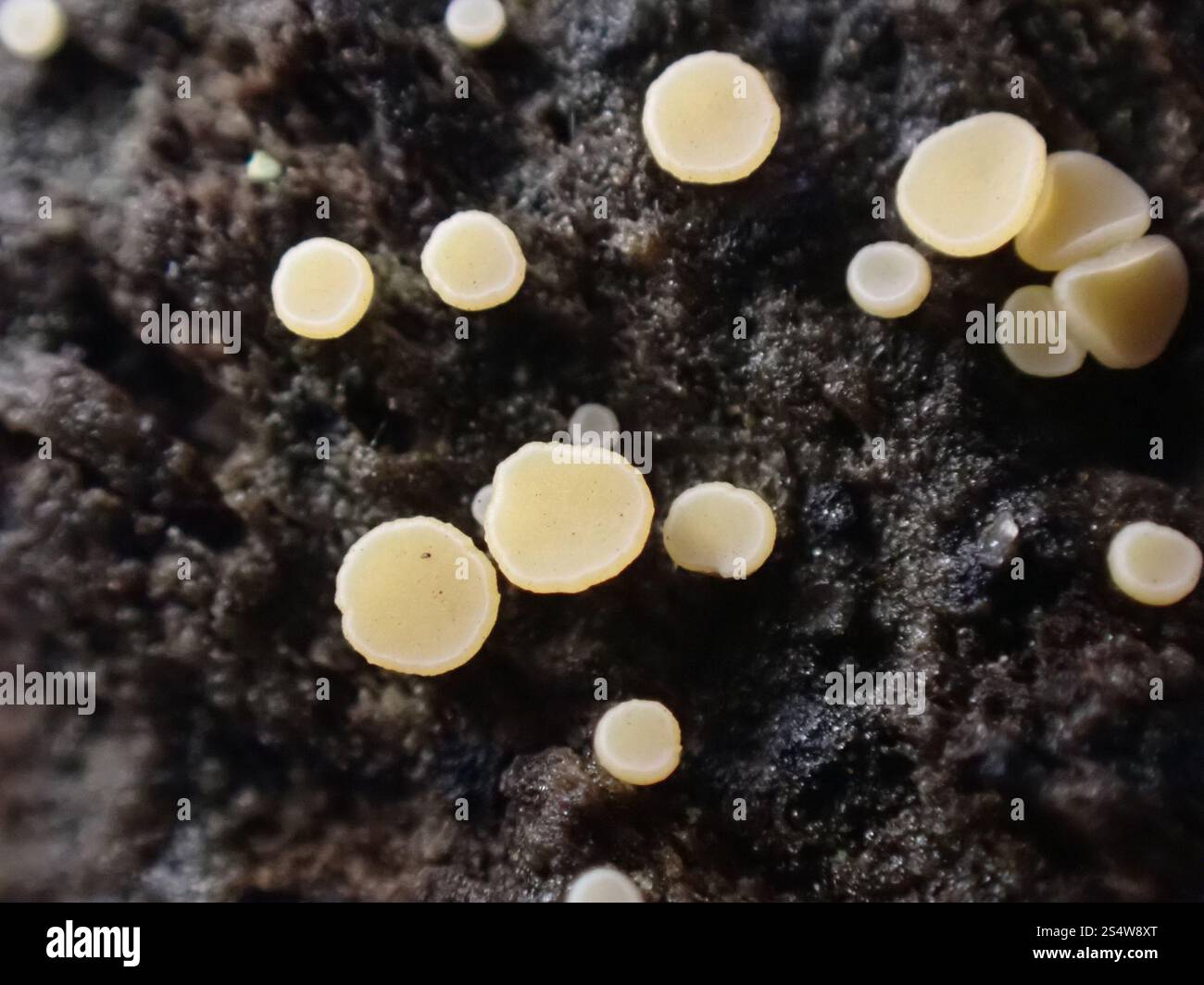 Ascomycete Fungi (Ascomycota Stock Photo - Alamy