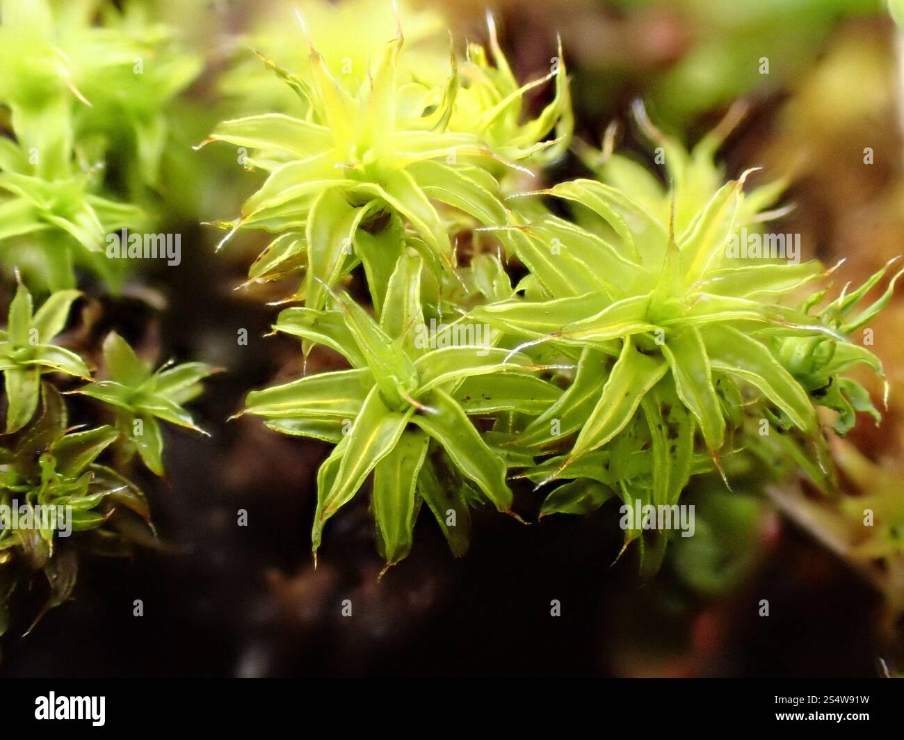 Star Moss (Syntrichia ruralis Stock Photo - Alamy