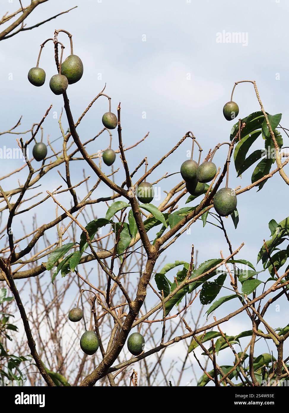(Crateva adansonii formosensis Stock Photo - Alamy
