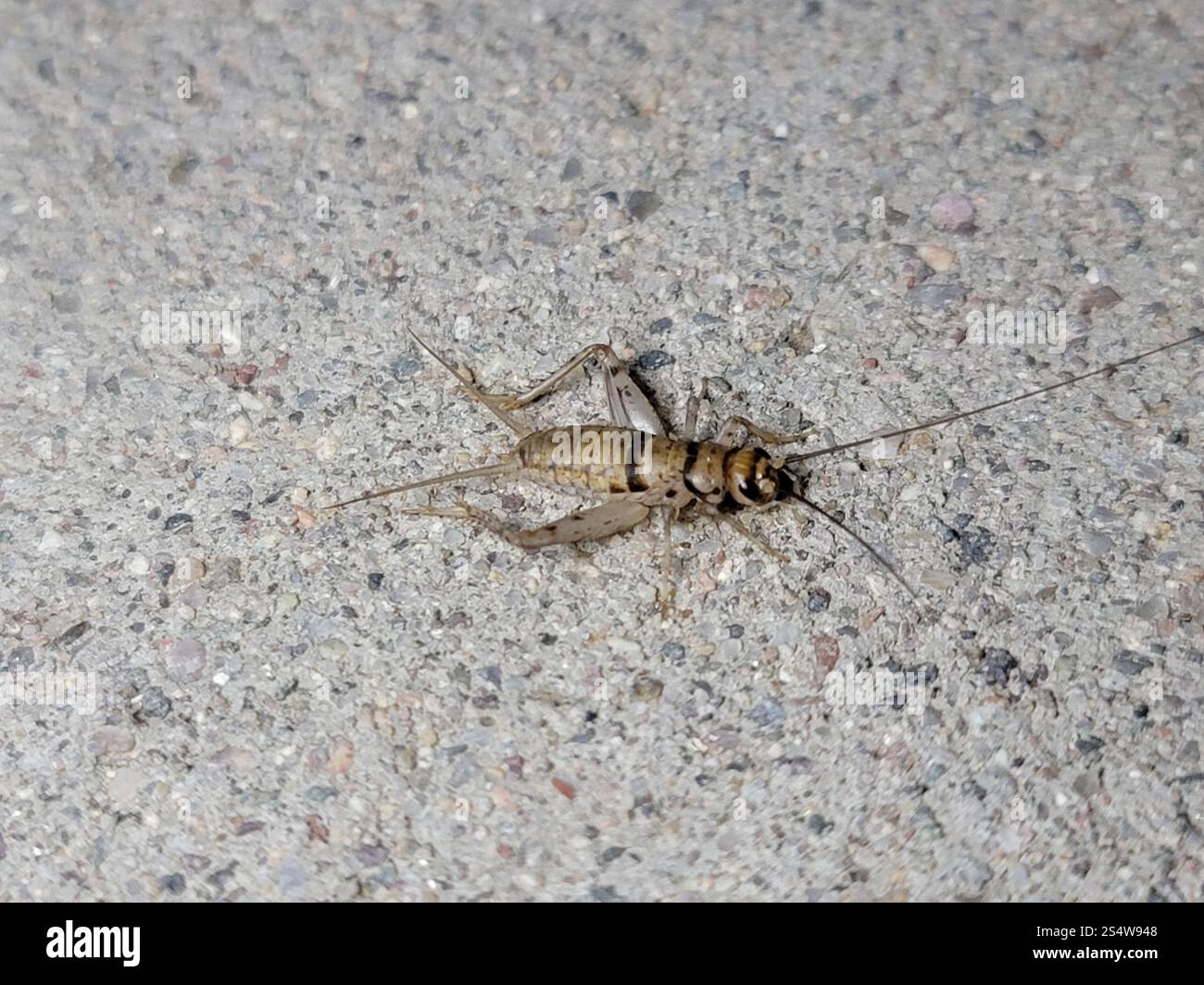 Tropical House Cricket (Gryllodes sigillatus Stock Photo - Alamy