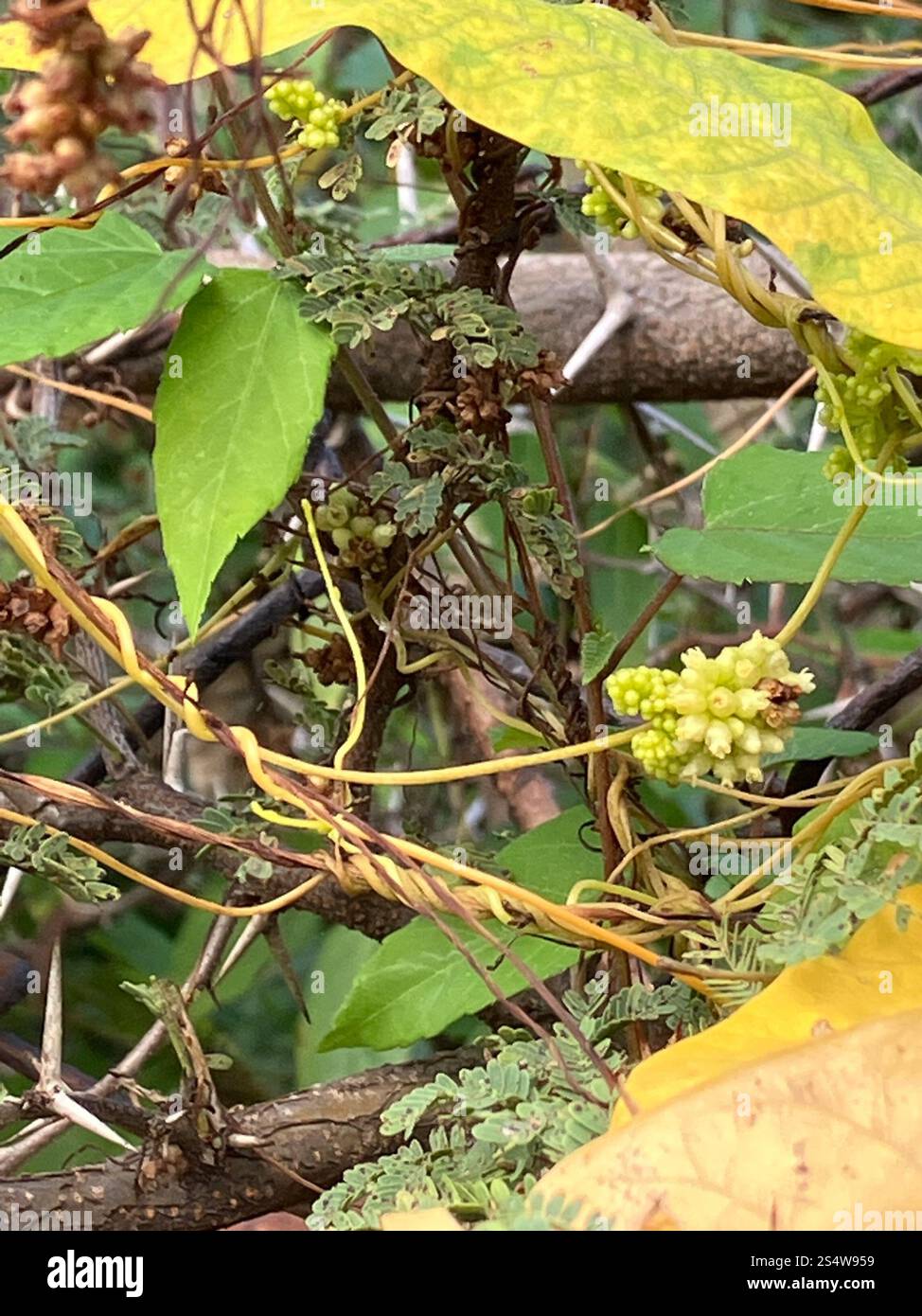 laurel dodder (Cassytha filiformis Stock Photo - Alamy