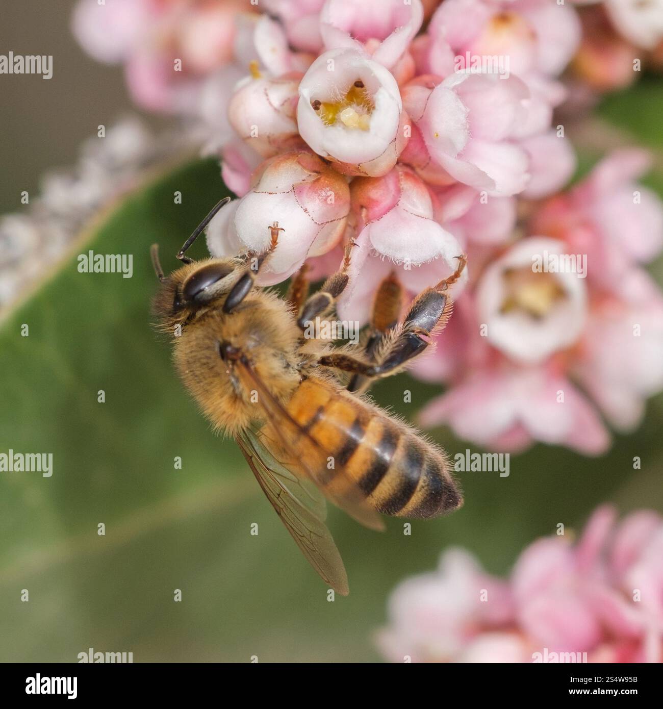 Western Honey Bee (Apis mellifera Stock Photo - Alamy
