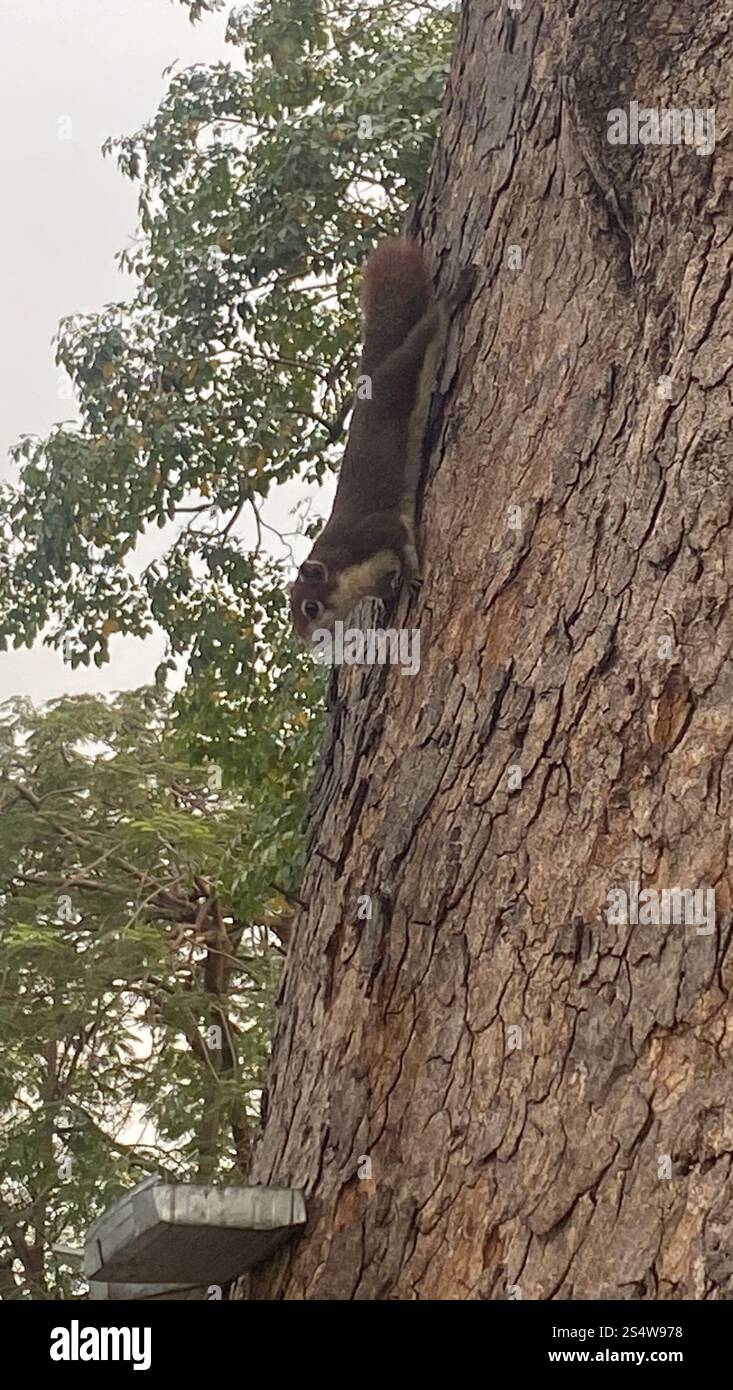 Finlayson's Squirrel (Callosciurus finlaysonii Stock Photo - Alamy
