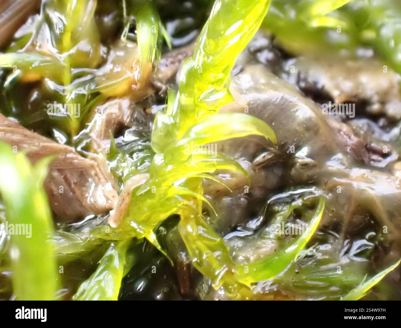 Floating Hook Moss (Warnstorfia fluitans Stock Photo - Alamy