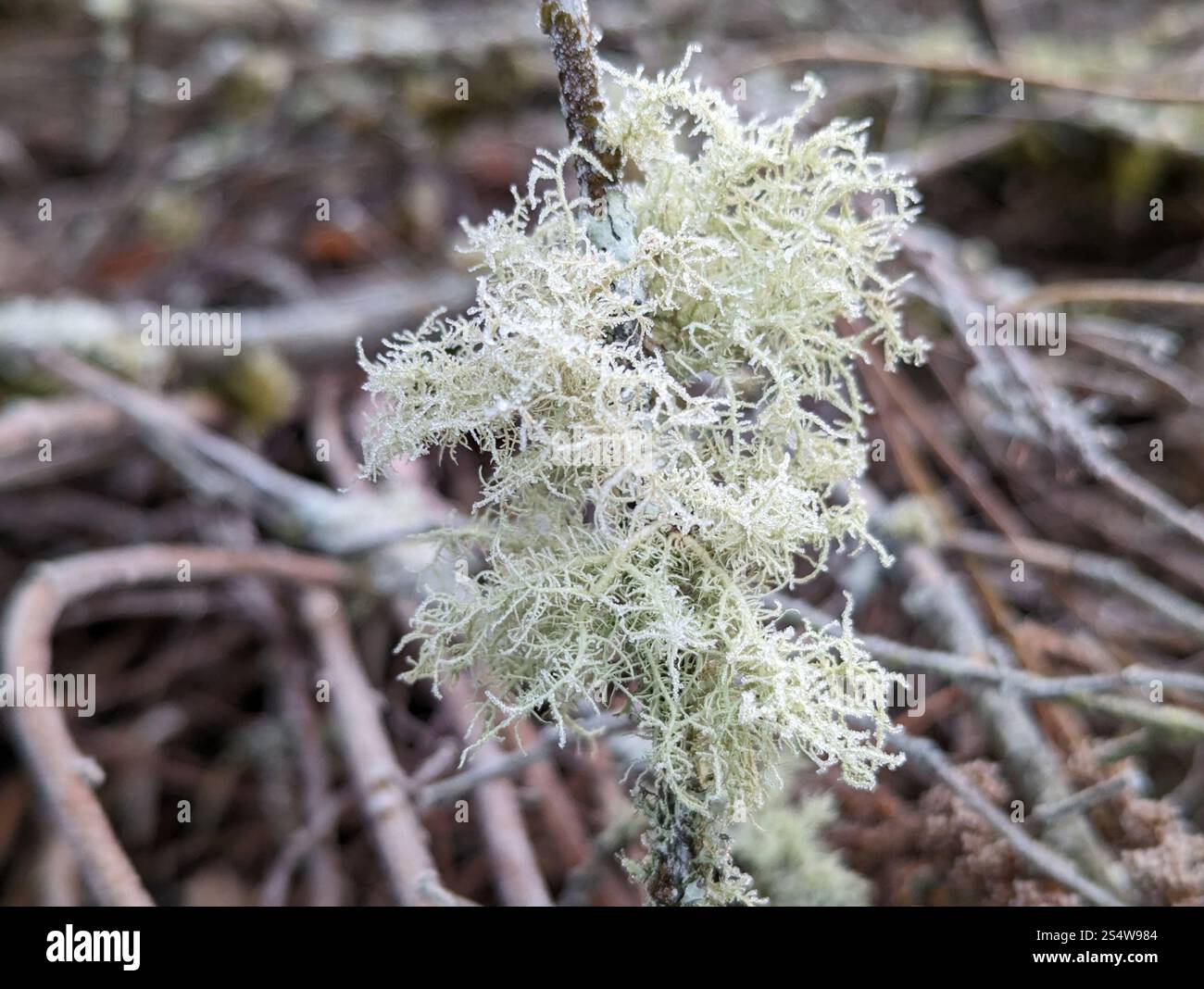 Reindeer Lichen (Cladonia portentosa Stock Photo - Alamy