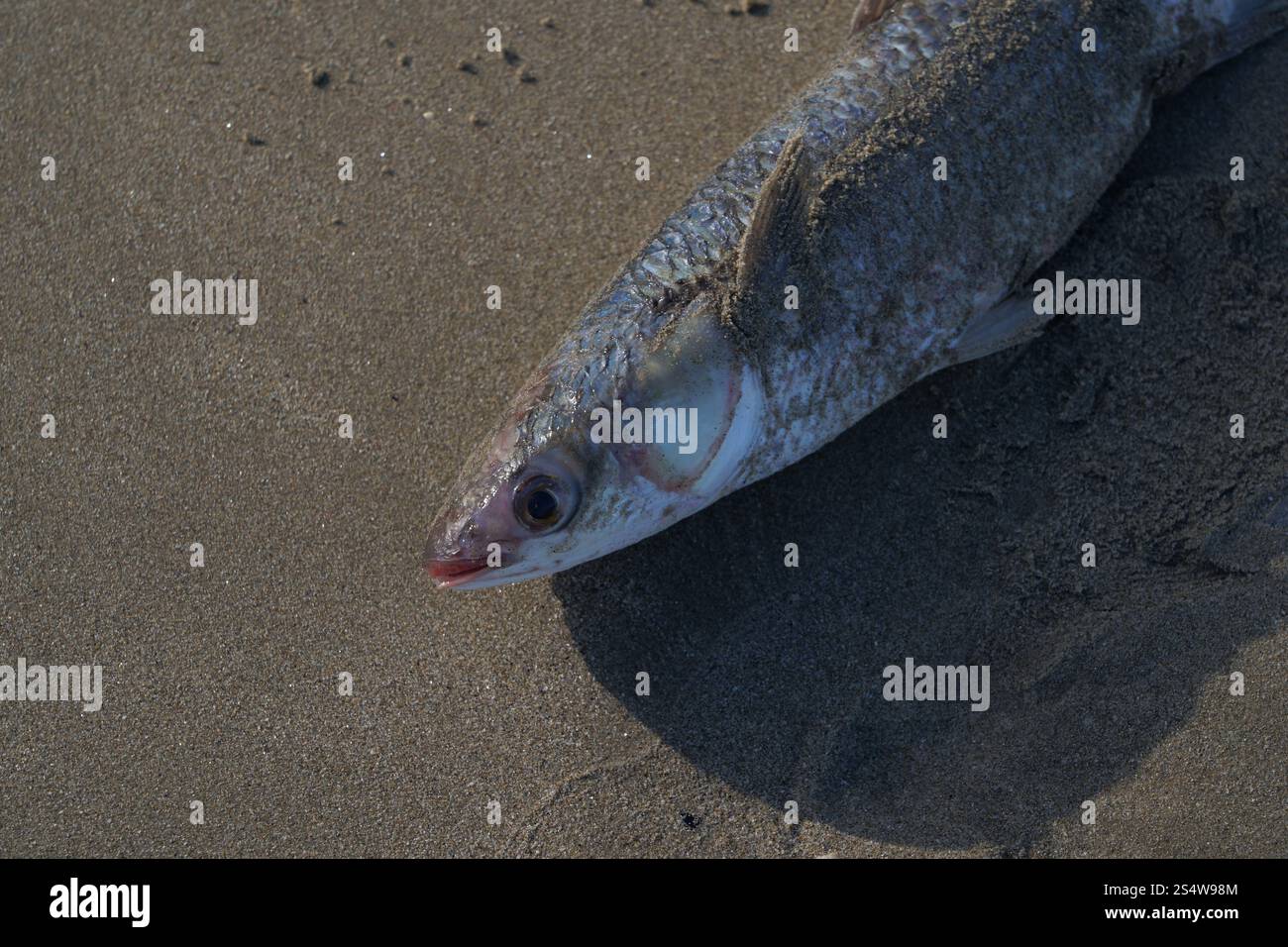 Dead grey mullet on the beach of Marina Romea Stock Photo - Alamy
