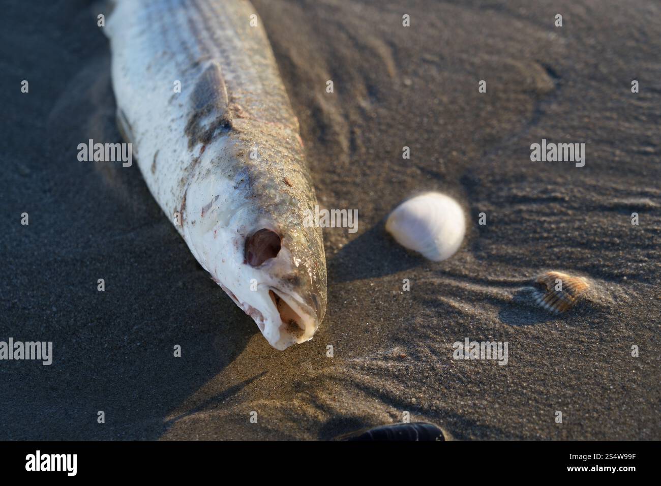 Dead grey mullet on the beach of Marina Romea Stock Photo - Alamy