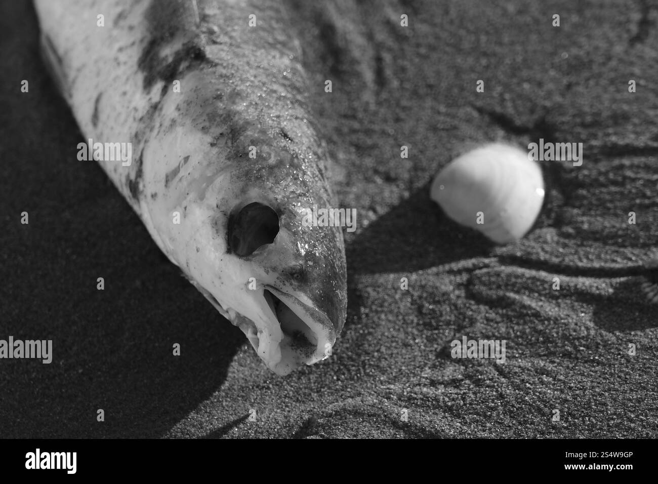 Dead grey mullet on the beach of Marina Romea Stock Photo - Alamy