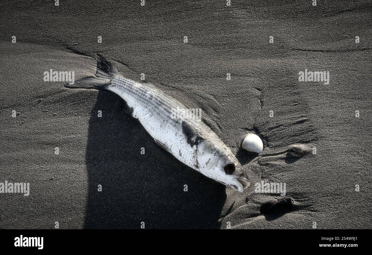 Dead grey mullet on the beach of Marina Romea Stock Photo - Alamy