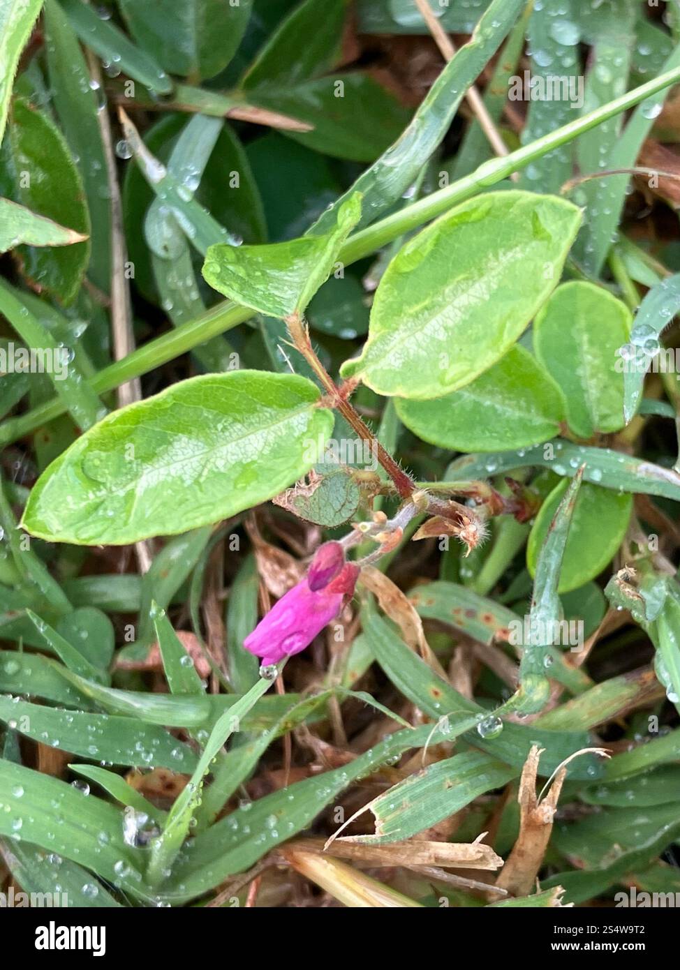 creeping beggarweed (Desmodium incanum Stock Photo - Alamy