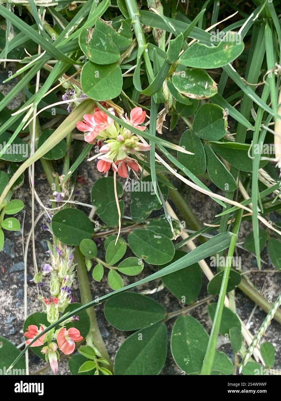 Creeping Indigo (Indigofera spicata Stock Photo - Alamy