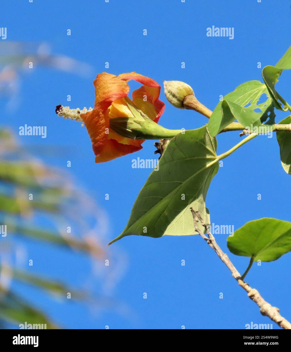 blue mahoe (Hibiscus elatus Stock Photo - Alamy