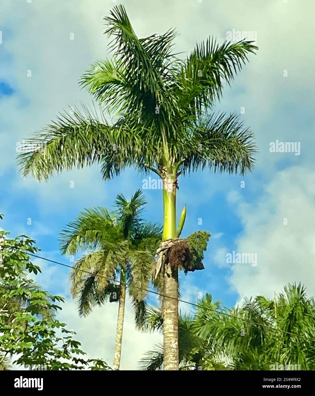 Royal Palm (Roystonea regia Stock Photo - Alamy