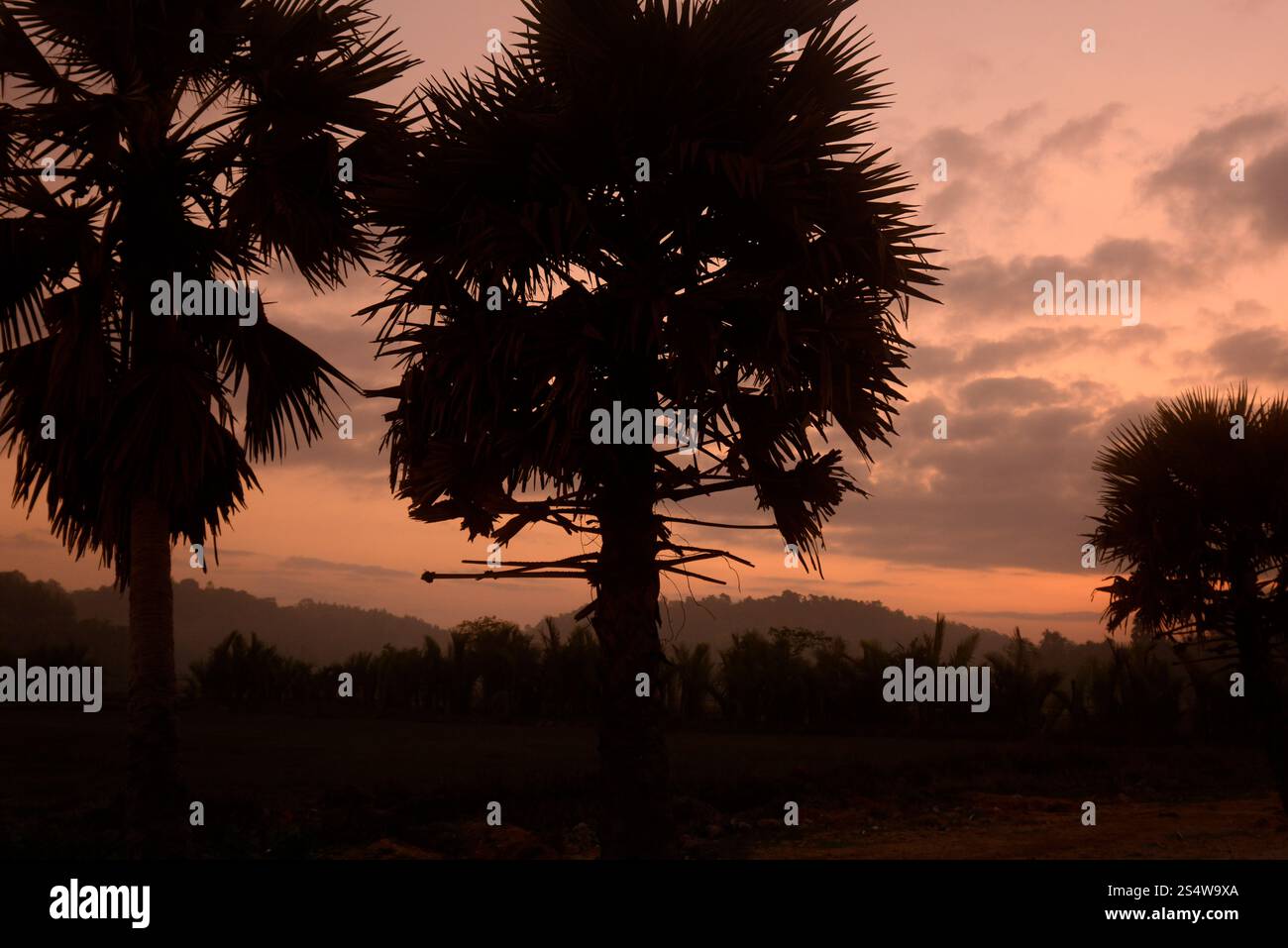 the landscape in the morning in a village near the city of Myeik in the ...