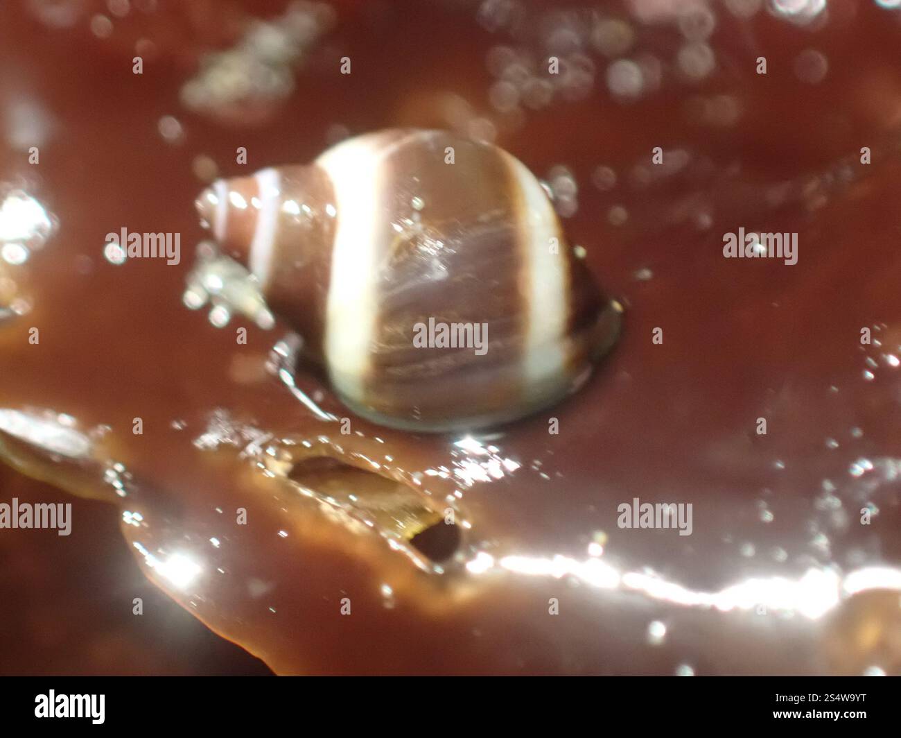 Northern Lacuna (Lacuna vincta Stock Photo - Alamy