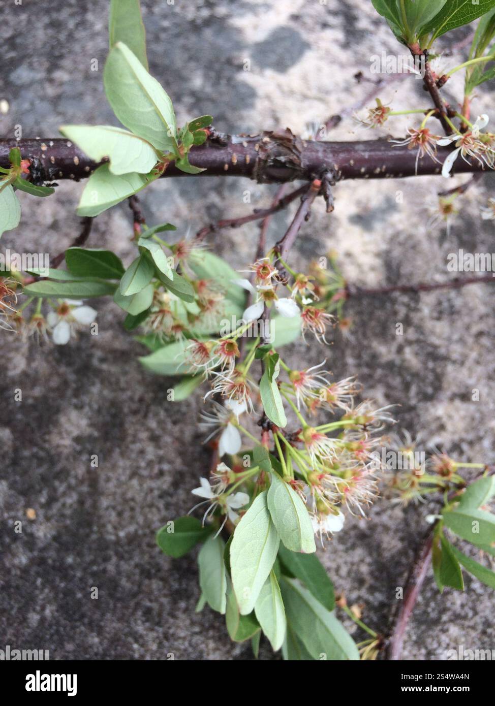 low sand cherry (Prunus pumila depressa Stock Photo - Alamy