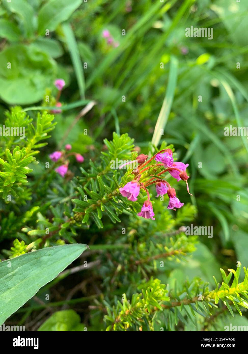 pink mountainheath (Phyllodoce empetriformis Stock Photo - Alamy