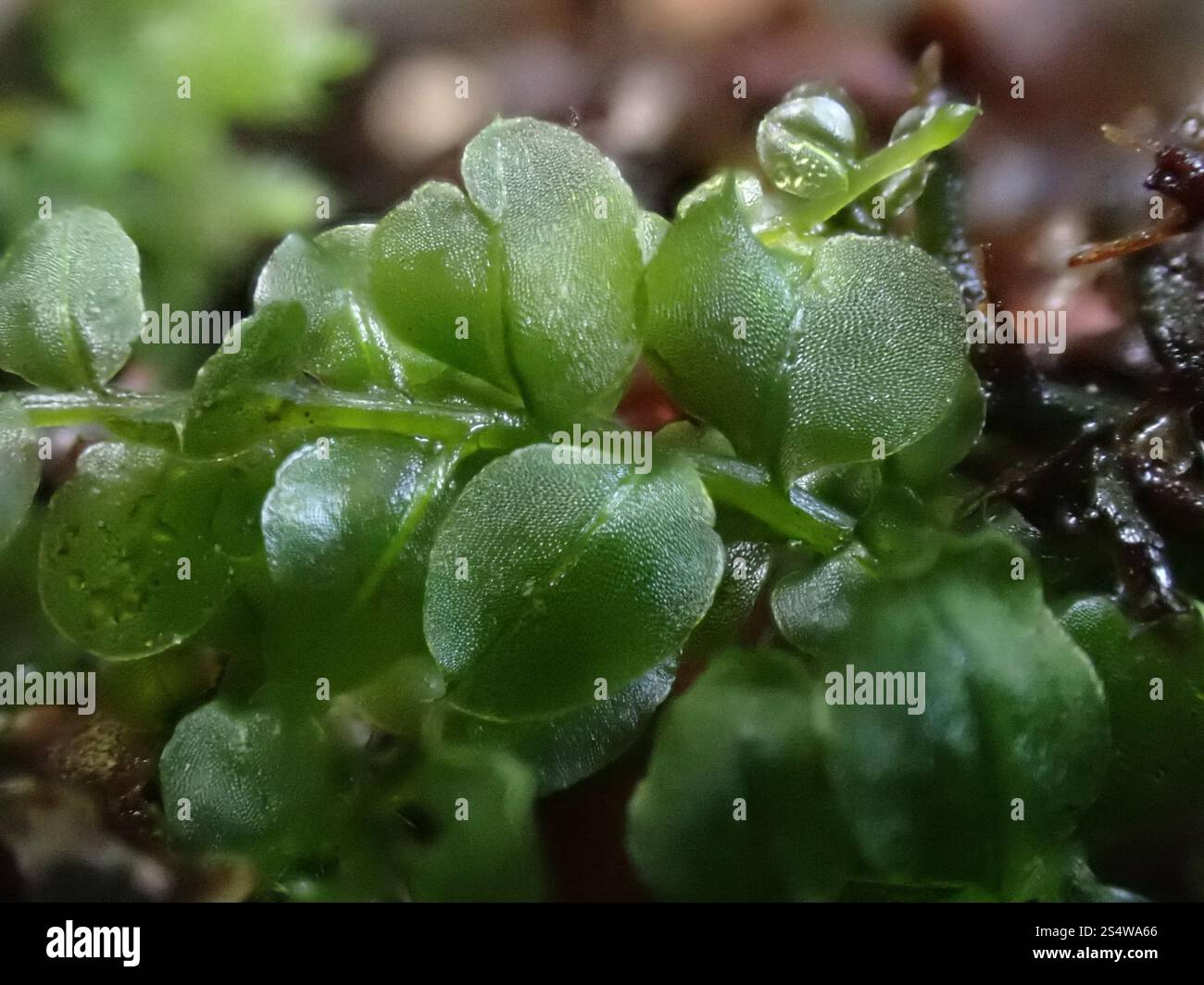 Many-fruited Thyme-moss (Plagiomnium affine Stock Photo - Alamy