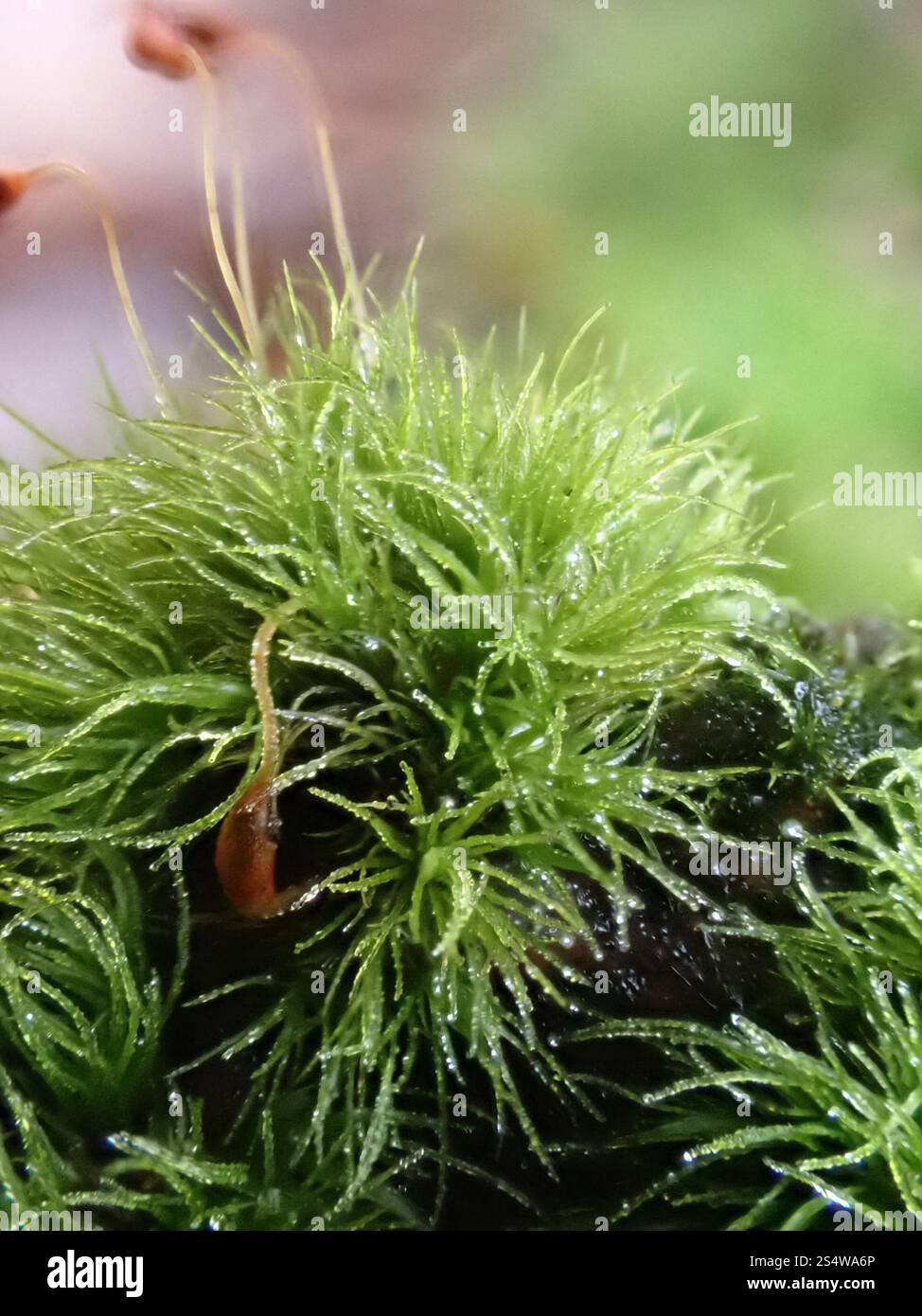 Forklet moss hi-res stock photography and images - Alamy