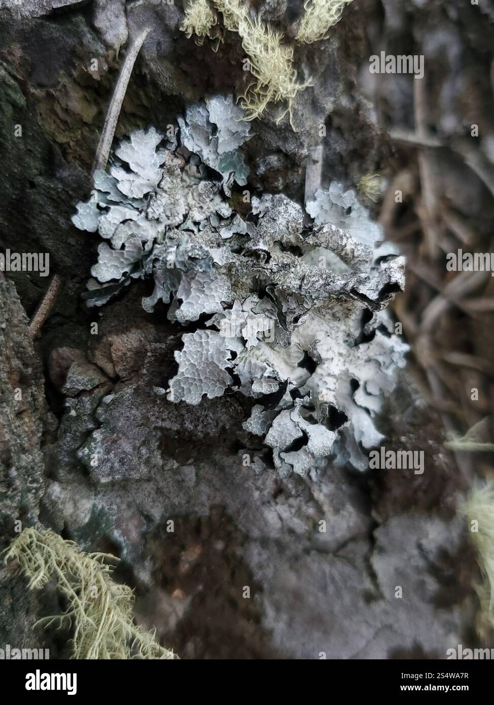 common lichens (Lecanoromycetes Stock Photo - Alamy