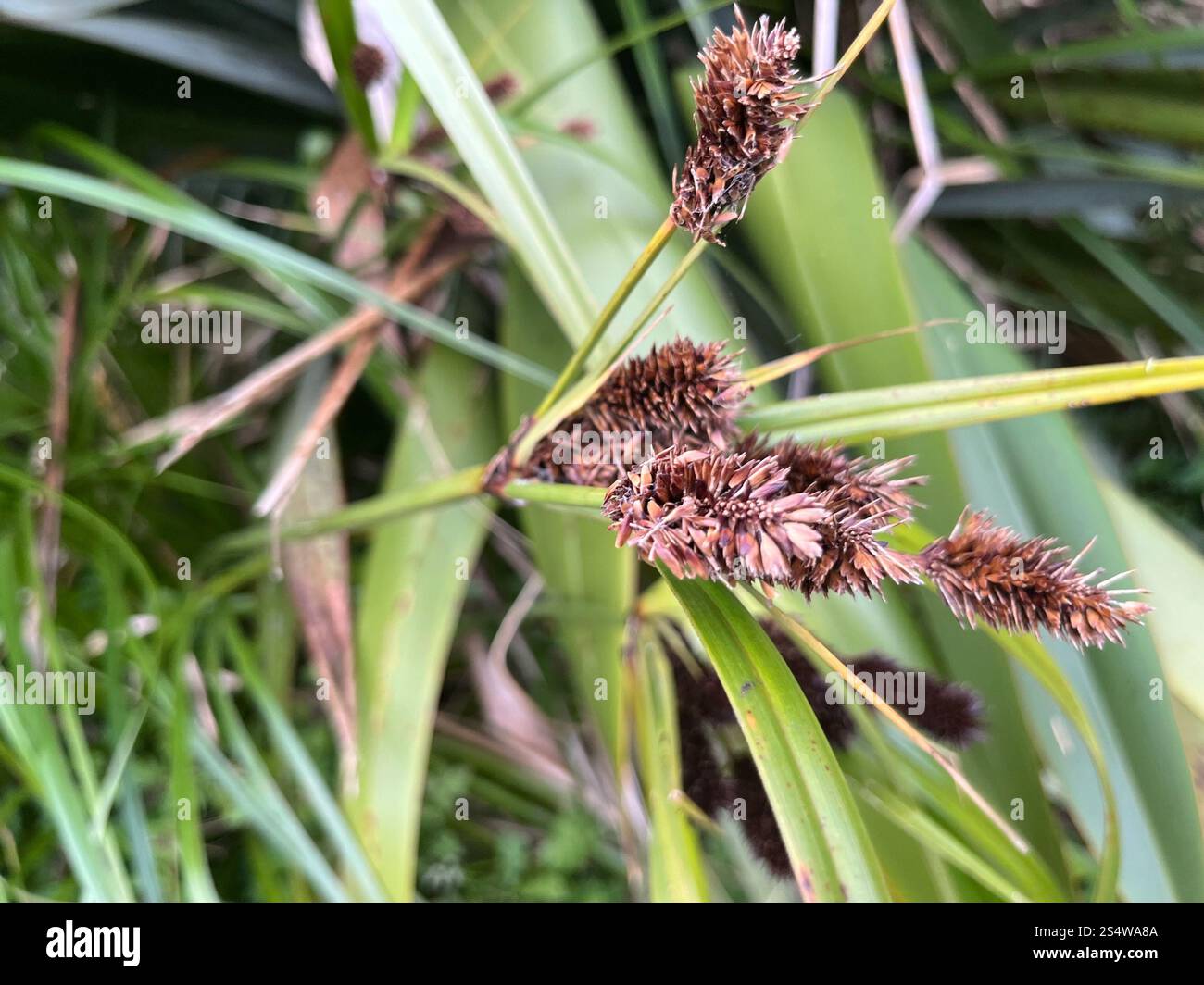 Giant Umbrella Sedge (Cyperus ustulatus Stock Photo - Alamy