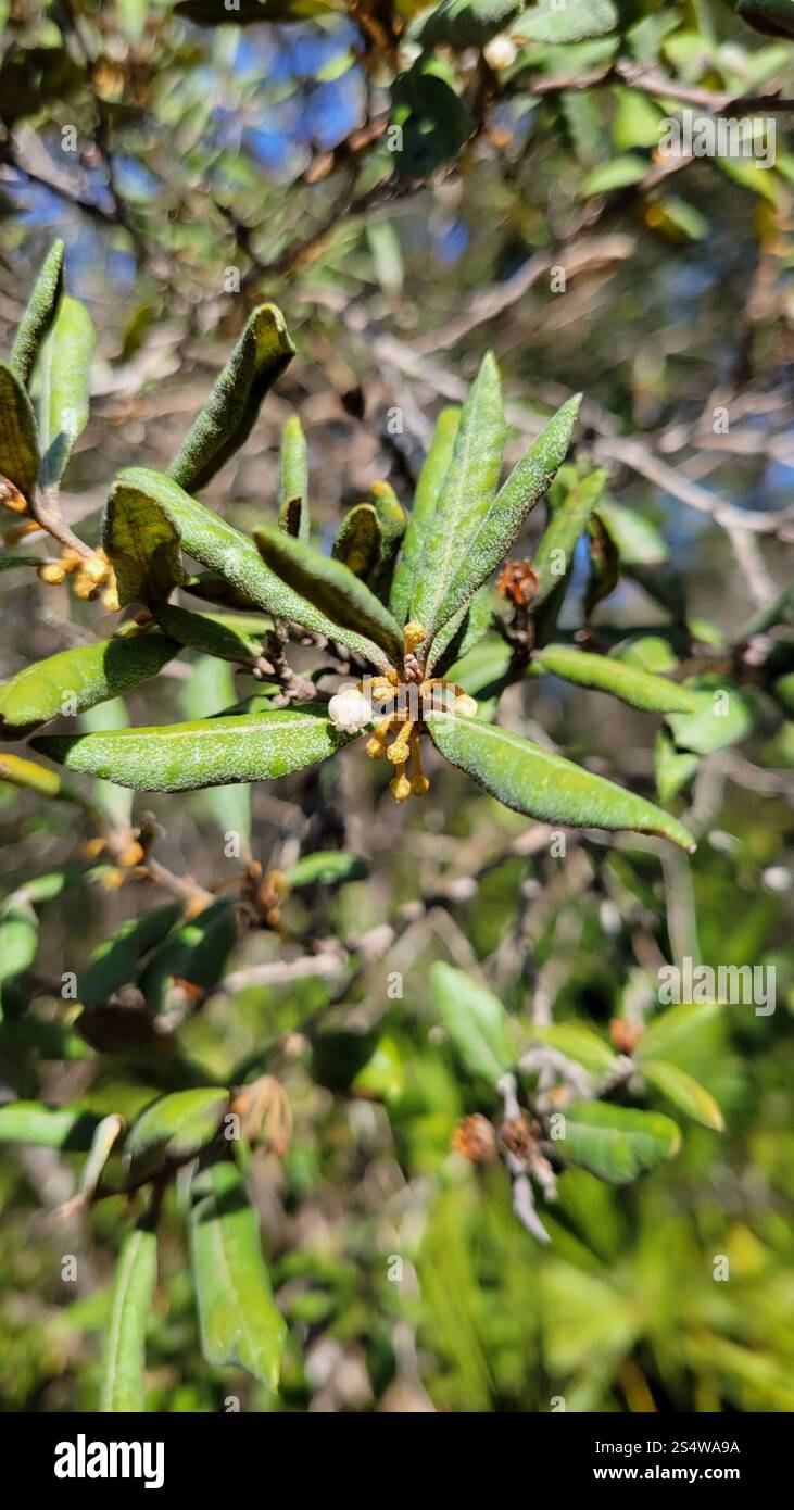 rusty staggerbush (Lyonia ferruginea Stock Photo - Alamy